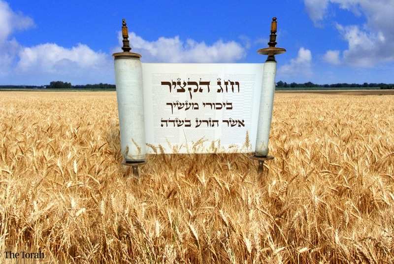 Shavuot: How the Festival of Harvest Grew - TheTorah.com