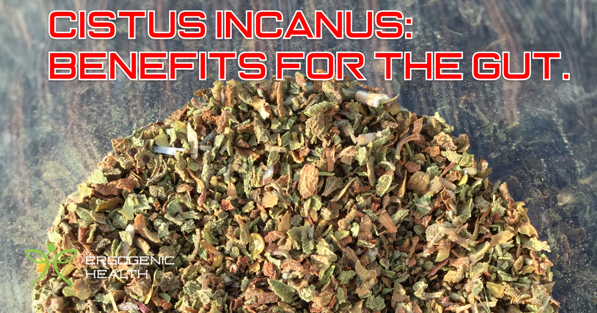 Best Teas For Gut Health (Hint - Cistus Tea Is One!) - Boost Your Biology