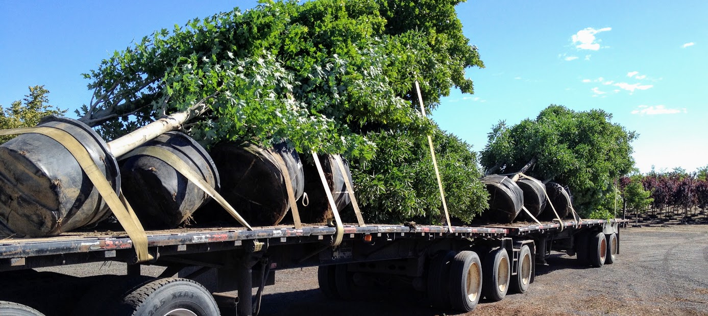 Tree Delivery | Garden Gate Nursery