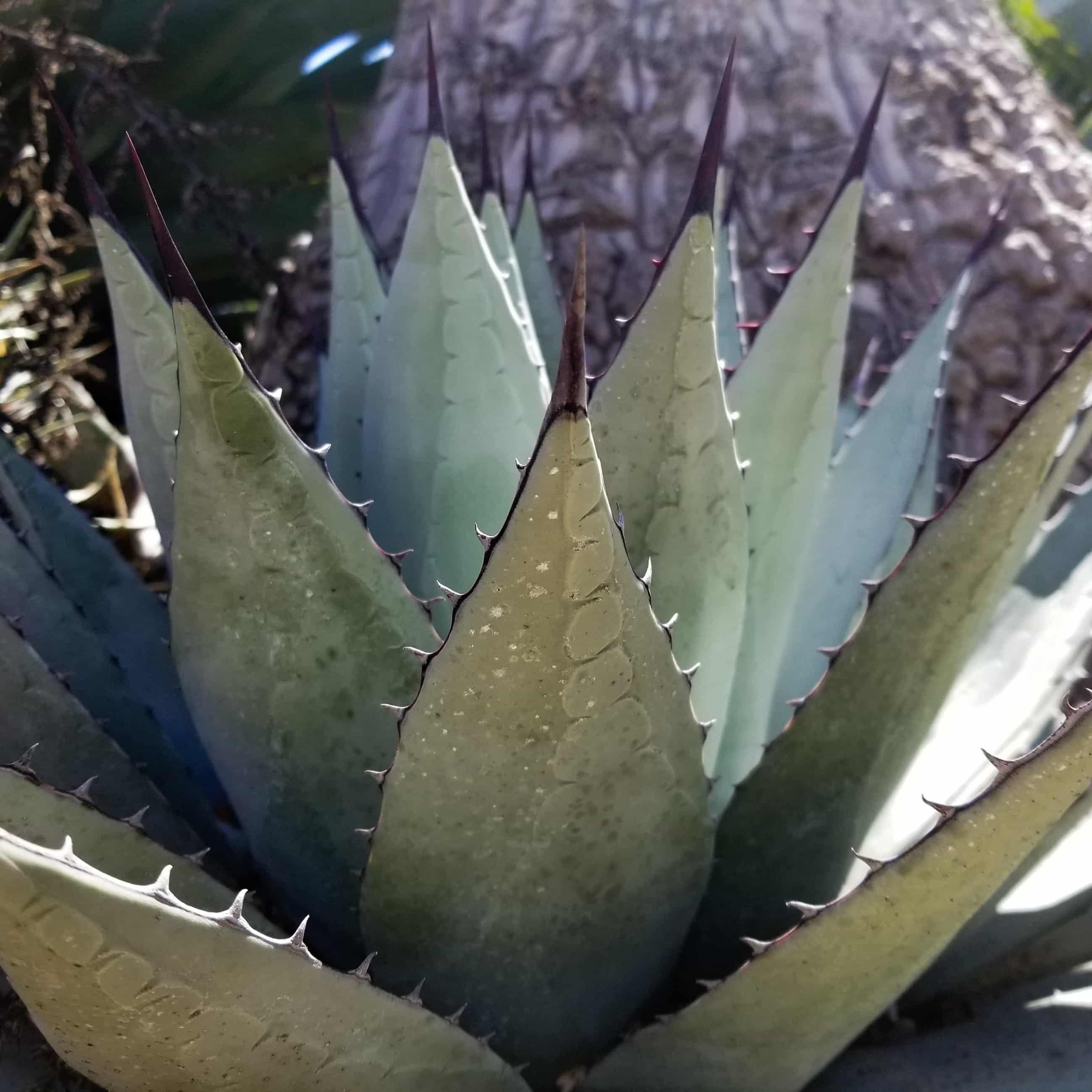 Agave and Hechtia: Agave parryi