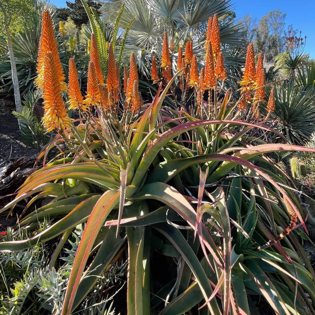 Aloes: Aloe barberae (bainesii)
