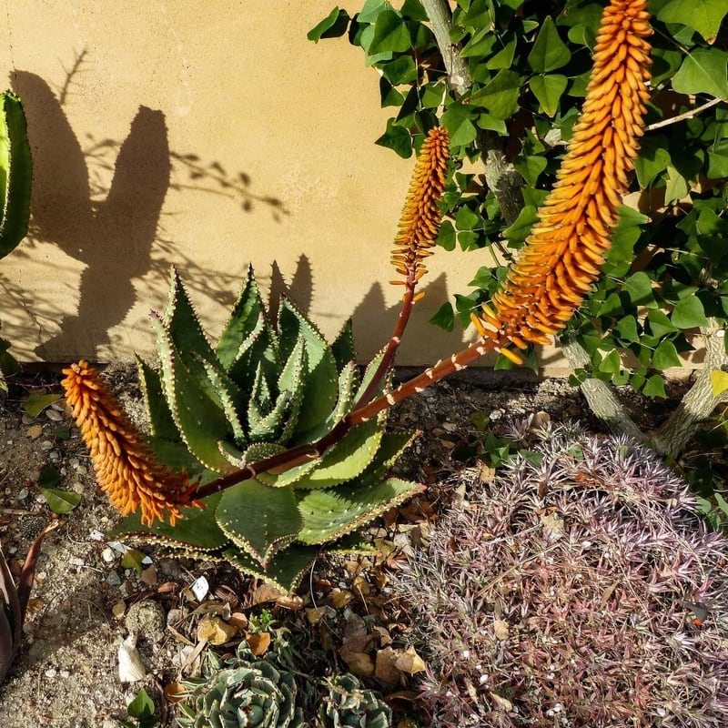 Aloes: Aloe excelsa