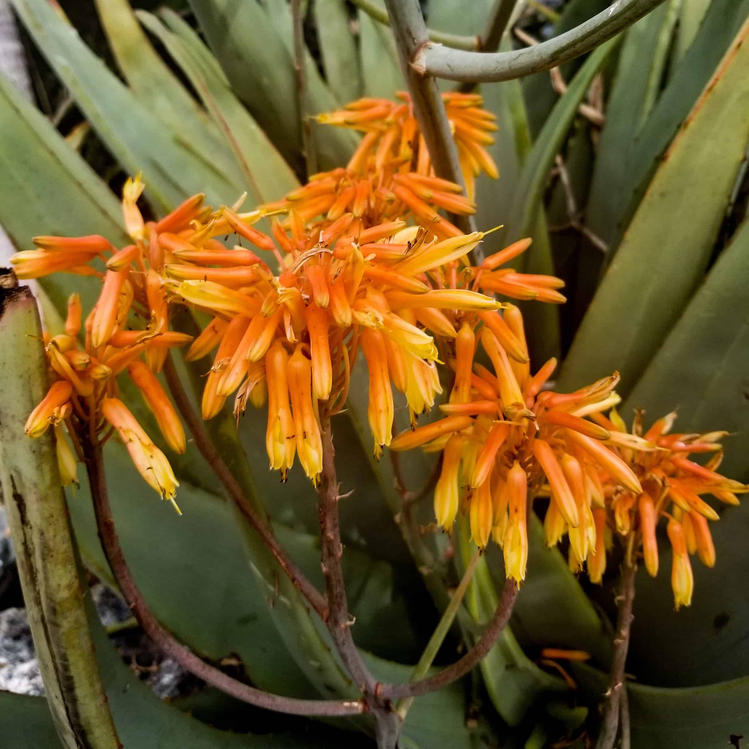 Aloes: Aloe 'Hercules'