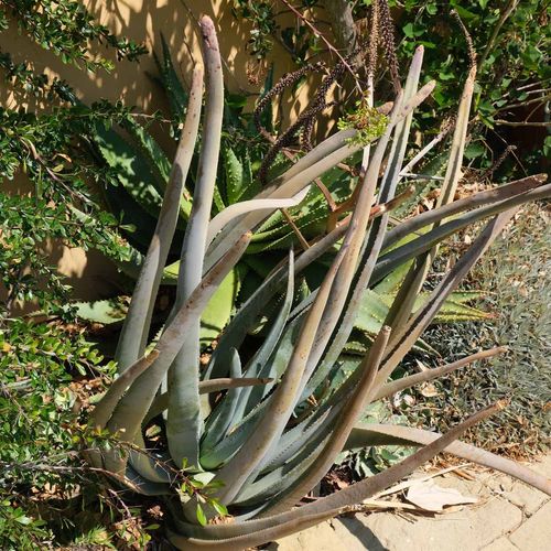 Aloes Specimen Gallery