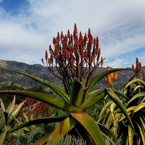 Aloes Specimen Gallery
