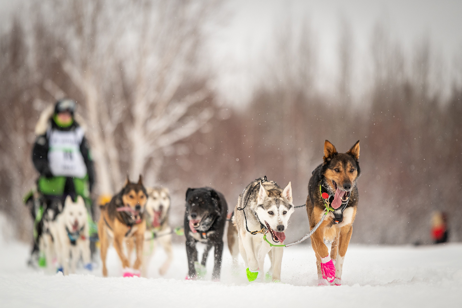 Dogged determination