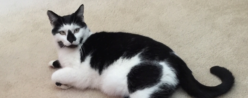 Happy Jack Cats, Inc.