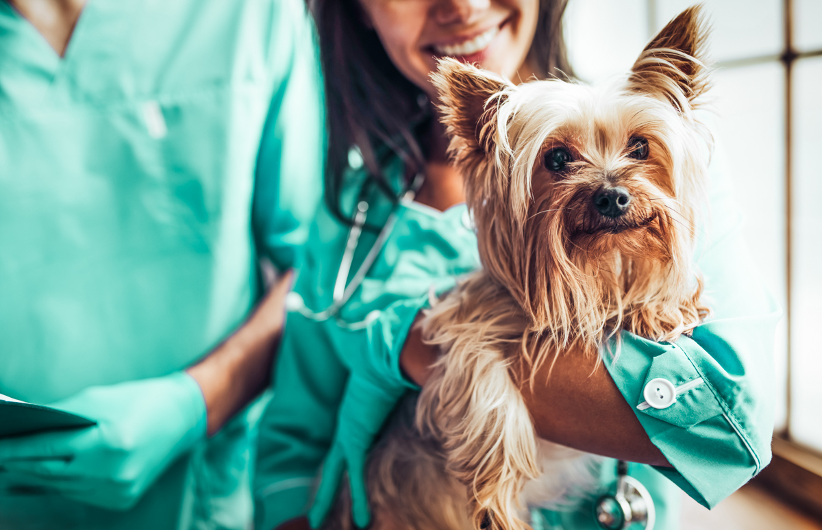 What is Biceps Tendinopathy in dogs?