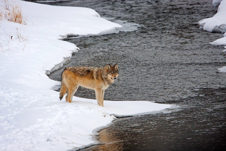 The story of wolf 42f