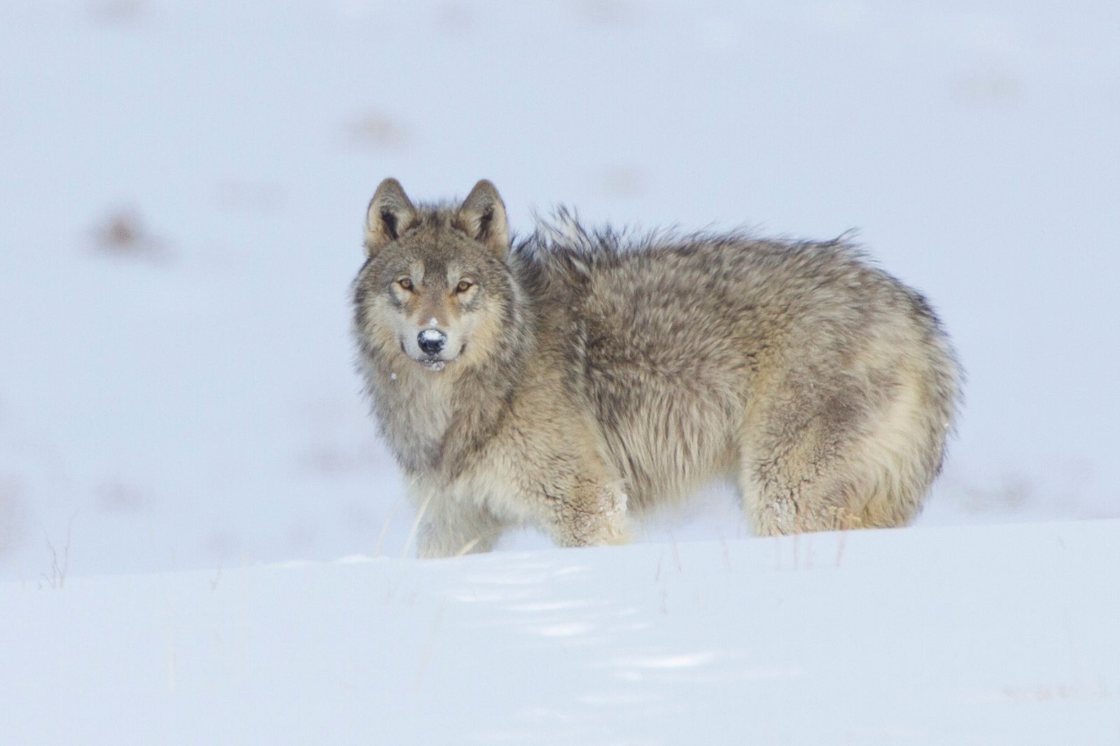 The 06 Legacy - Protecting America's Gray Wolves