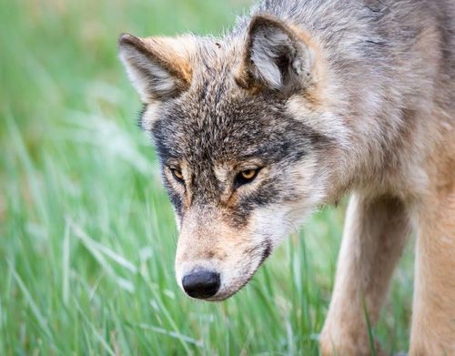 The 06 Legacy - Protecting America's Gray Wolves