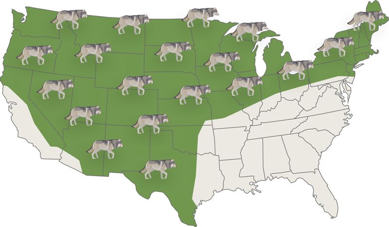 The 06 Legacy - Protecting America's Gray Wolves