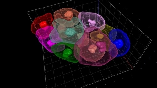 arivis Cloud - automated image analysis