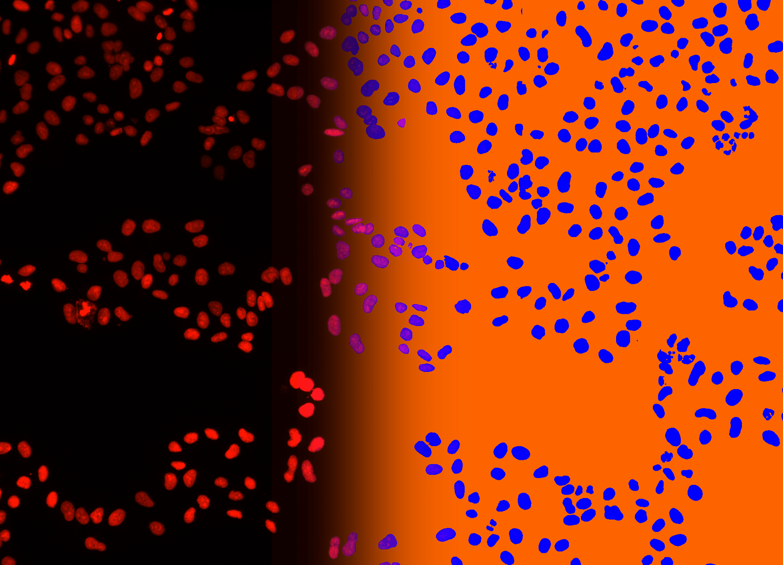 arivis Cloud - automated image analysis