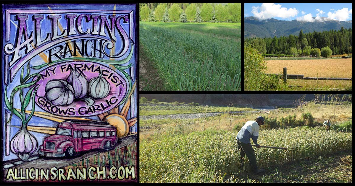 Allicins Ranch - Organic Gourmet Garlic