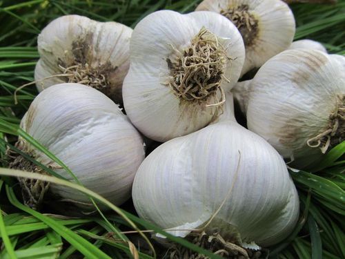 Allicins Ranch - Organic Gourmet Garlic
