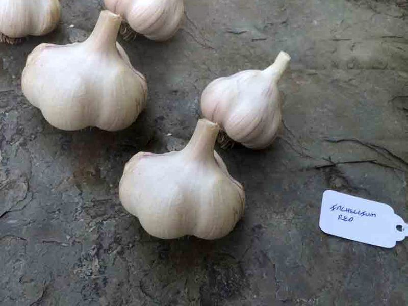 Allicins Ranch - Organic Gourmet Garlic