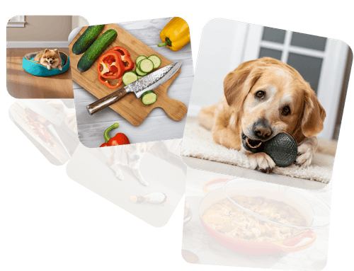 Snappr Photography | Powering the internet's photos