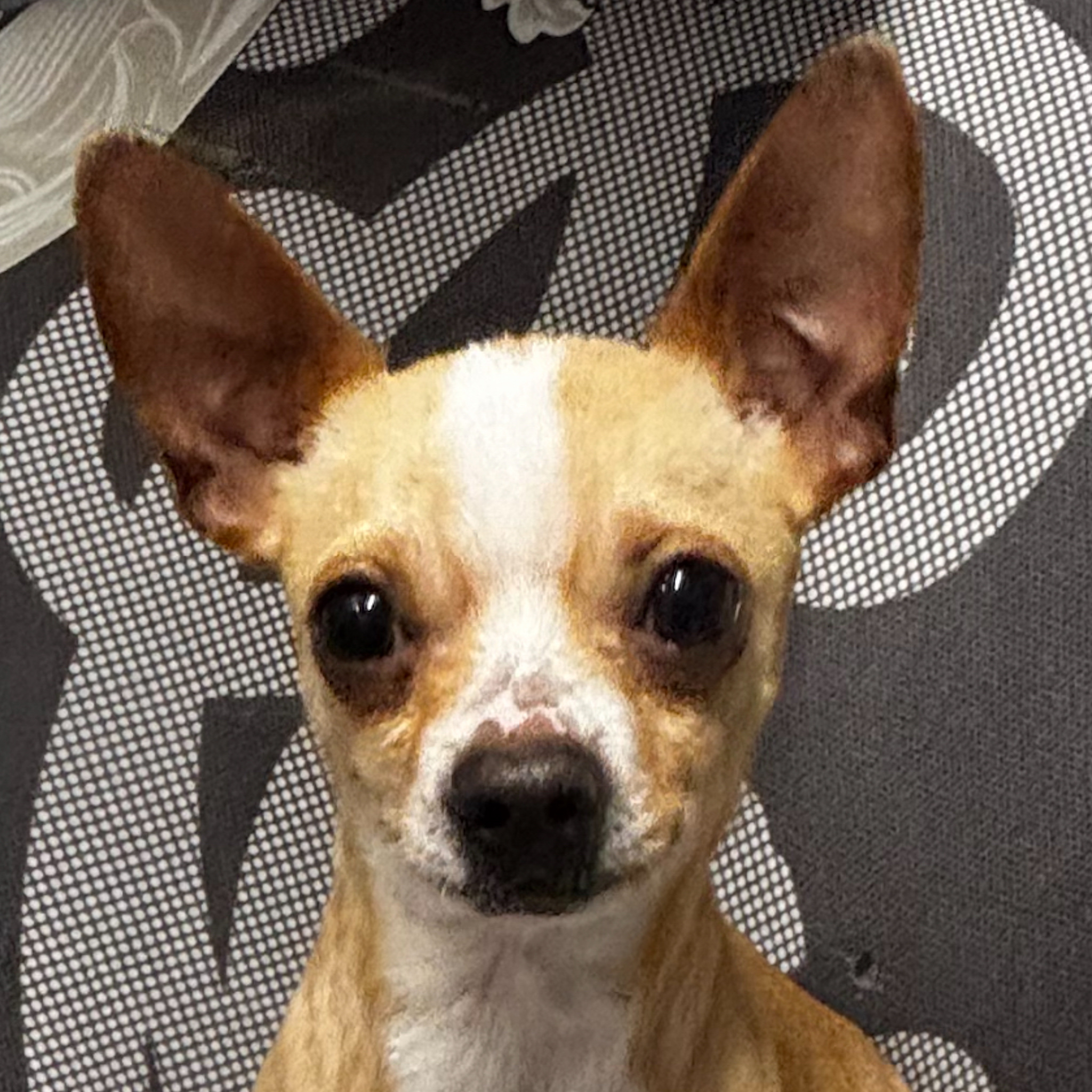 Crossing Paths Animal Rescue | Adopt Hardy