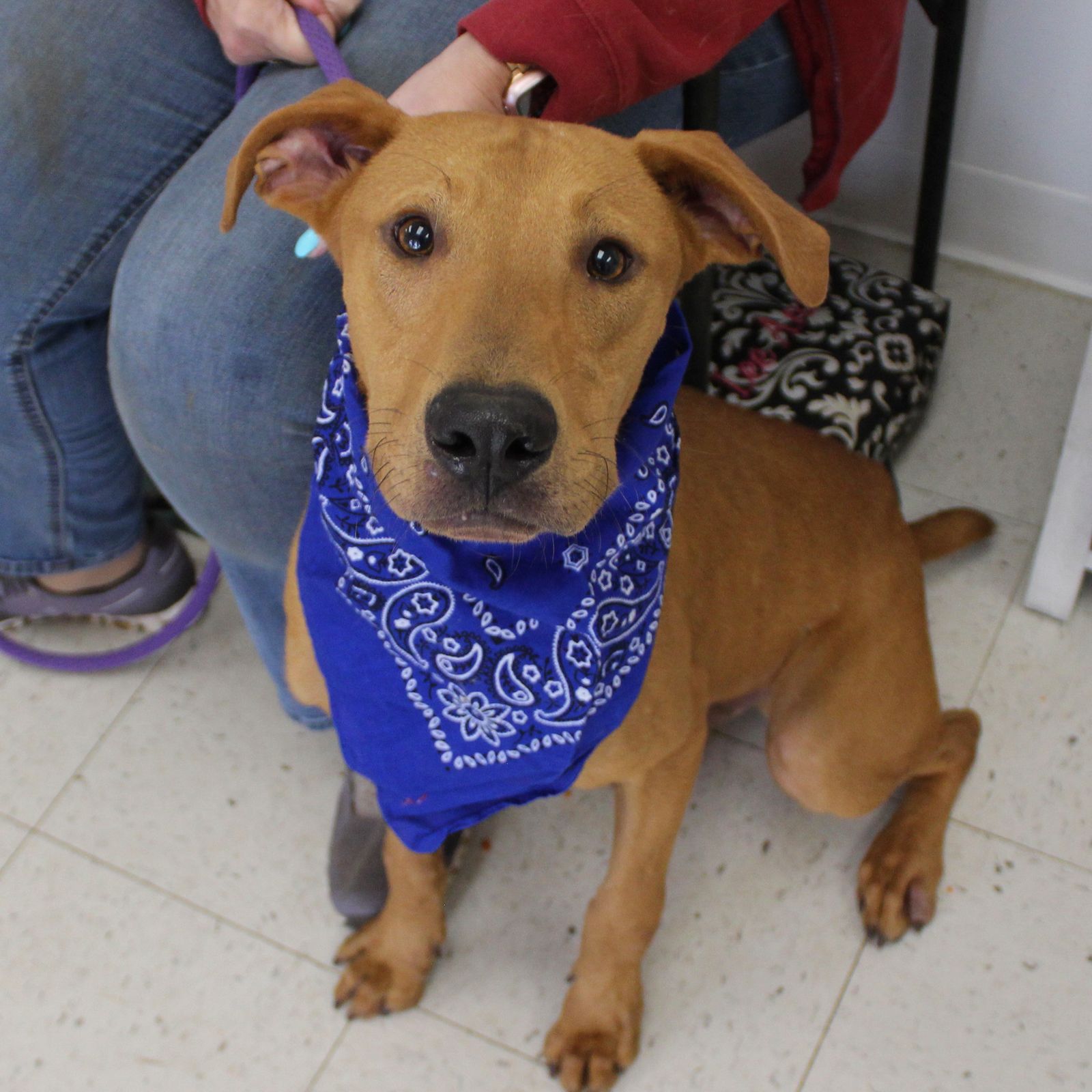 Crossing Paths Animal Rescue