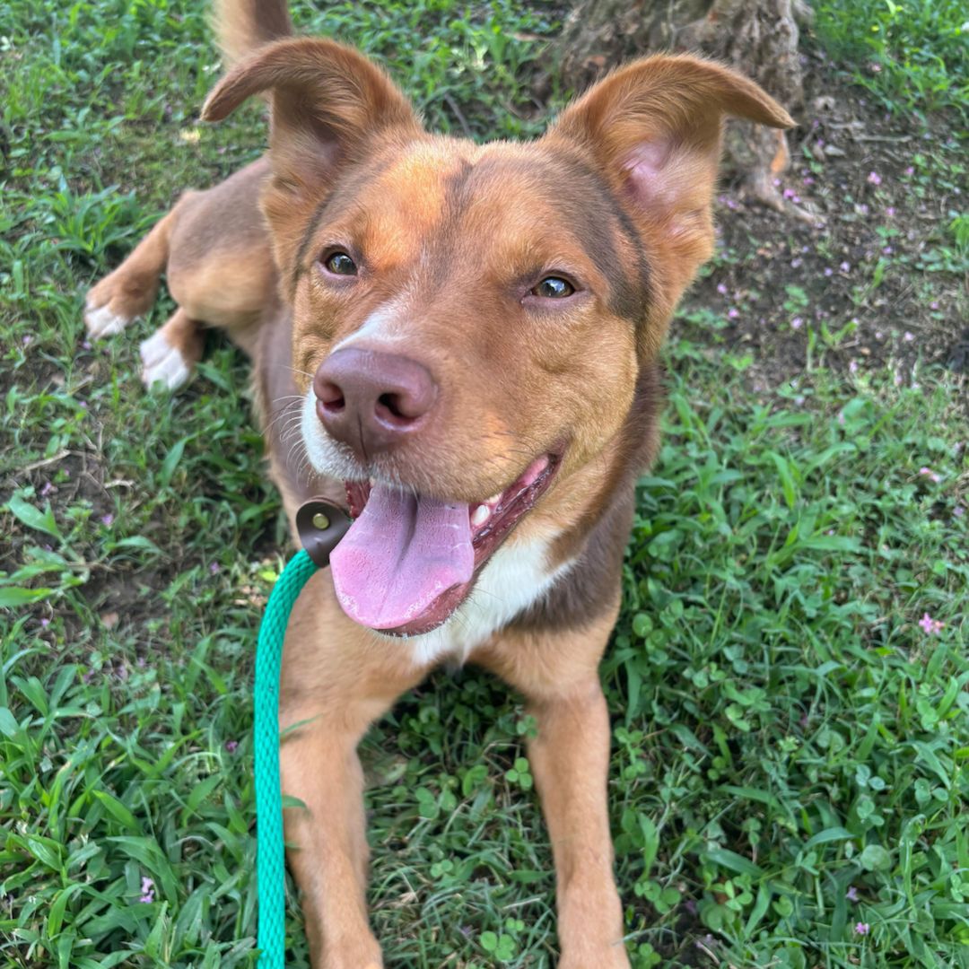 Crossing Paths Animal Rescue | Hope Dogs