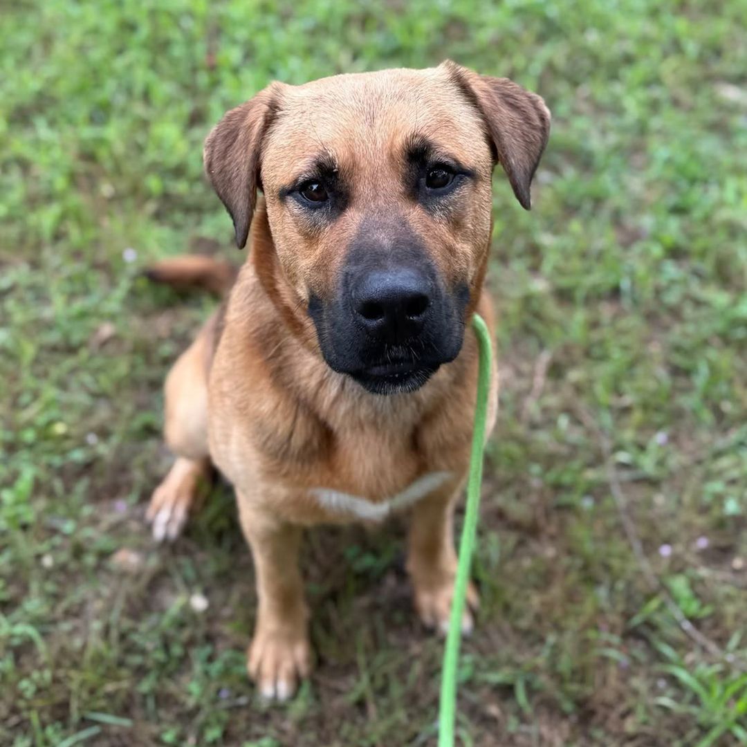 Crossing Paths Animal Rescue | Hope Dogs