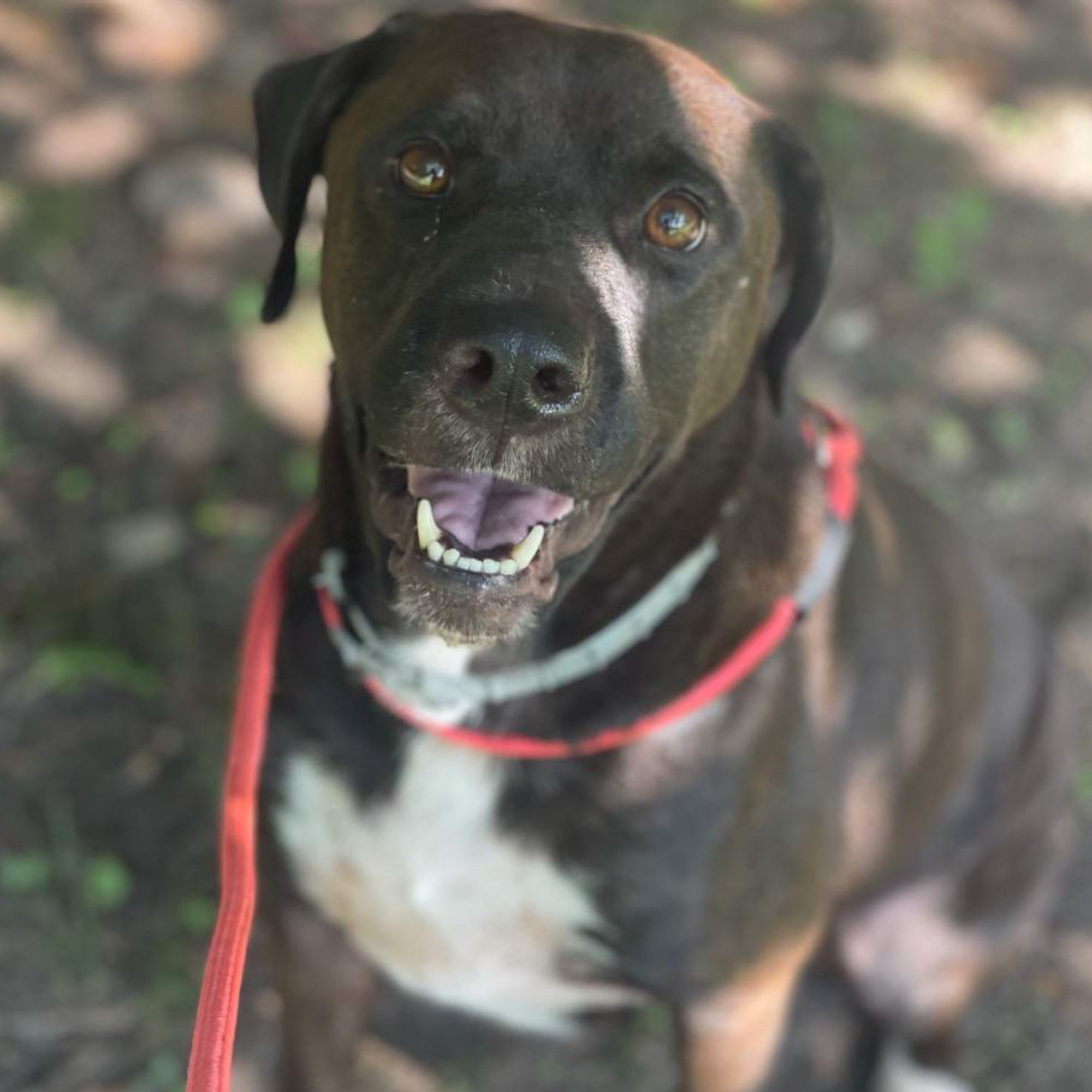 Crossing Paths Animal Rescue | Hope Dogs