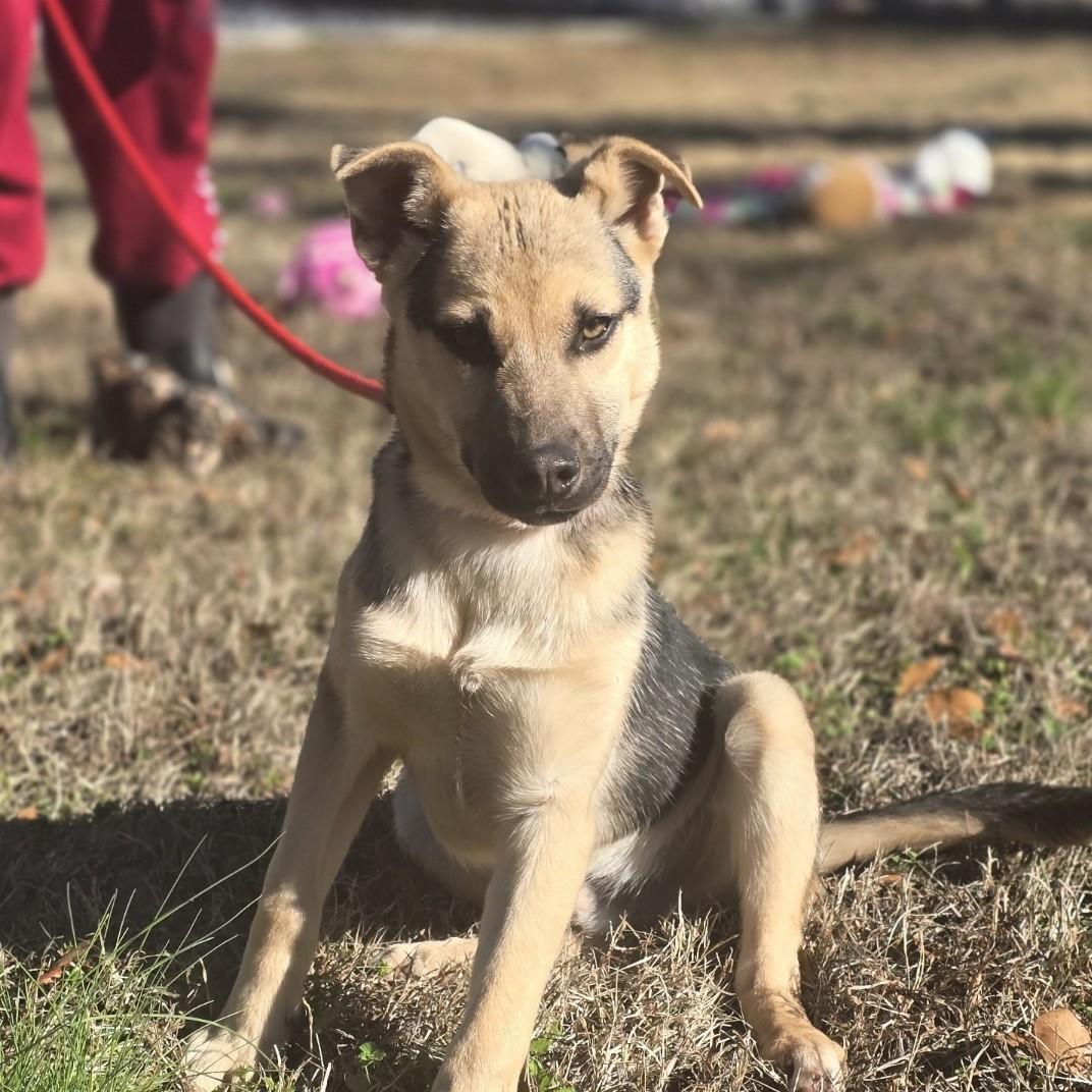 Crossing Paths Animal Rescue