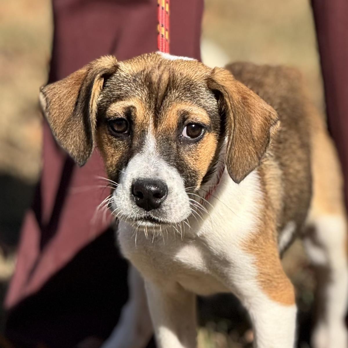 Crossing Paths Animal Rescue