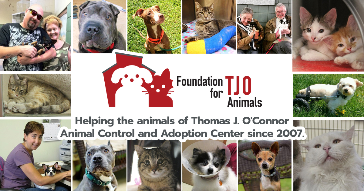 Meet Our Foundation Members | Foundation For TJO Animals