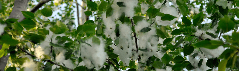 Juniper (Cedar) Allergies: Symptoms & Treatment