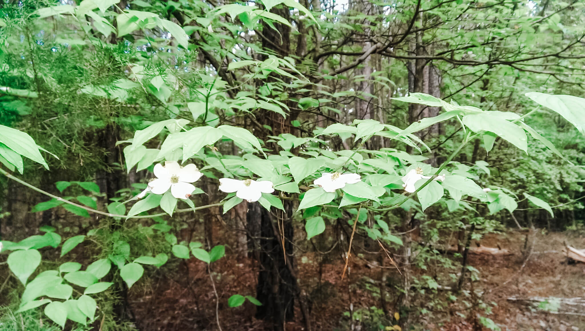 Stop Shrinking to Fit What You've Outgrown - Retreat In the Pines