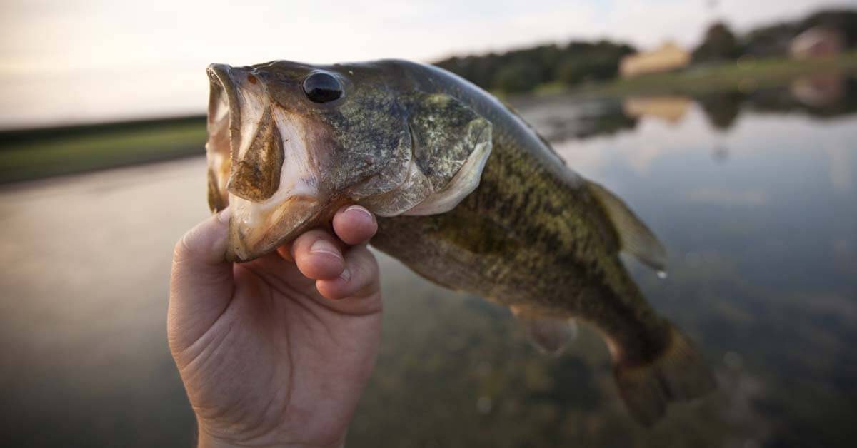 Common Freshwater Fish To Catch | Retire Fearless