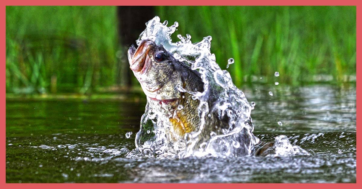 How To Topwater Fish | Retire Fearless