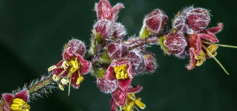 Bush Tucker Plants For Melbourne Gardens | Native Food Plants