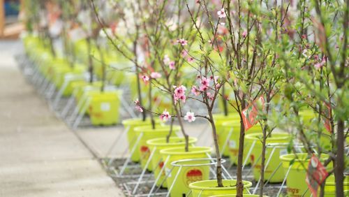 Trees For Sale Melbourne | Mature & Dwarf Tree Nursery
