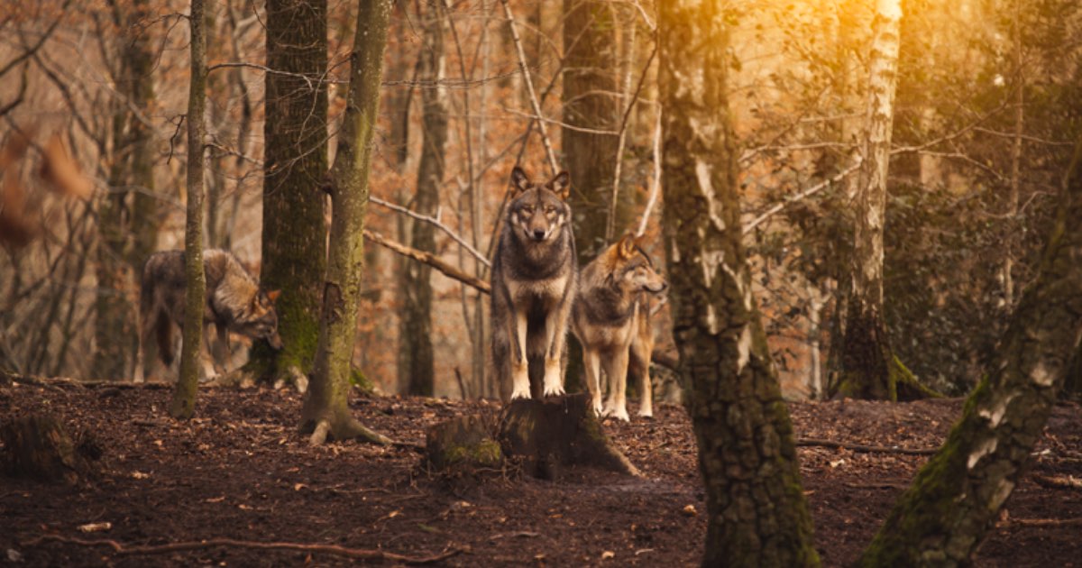 The evolution of dogs and a species appropriate diet - Guides | Big Dog ...