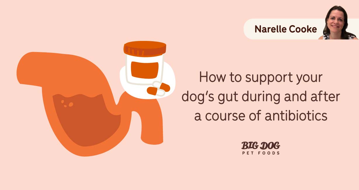 How to support your dog’s gut during and after a course of antibiotics ...
