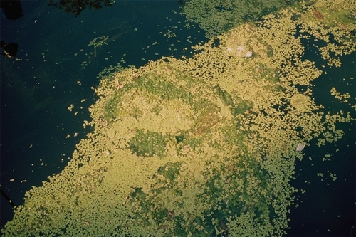 Selected photographs by Piczo