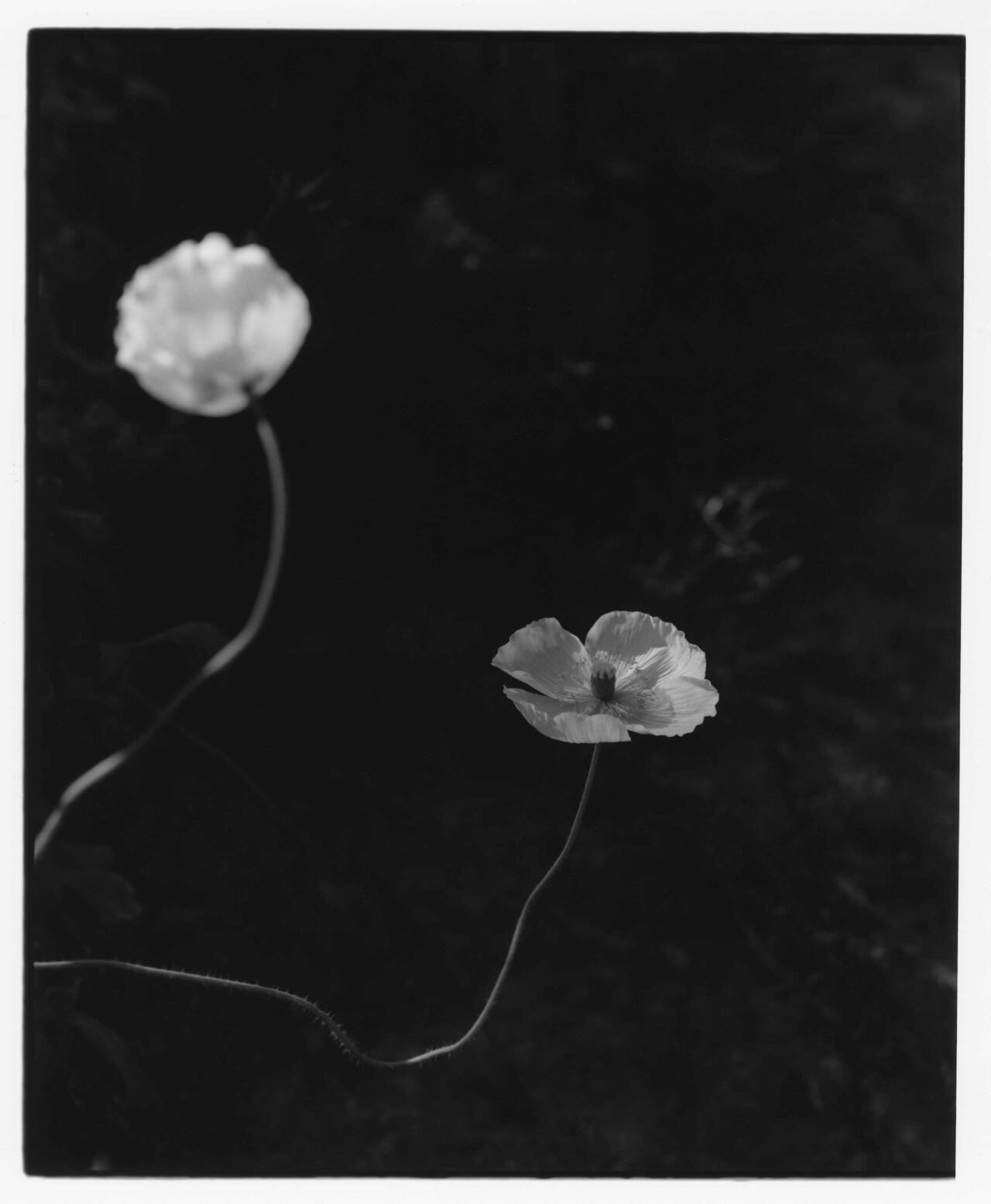 Selected Works by Nikki McClarron