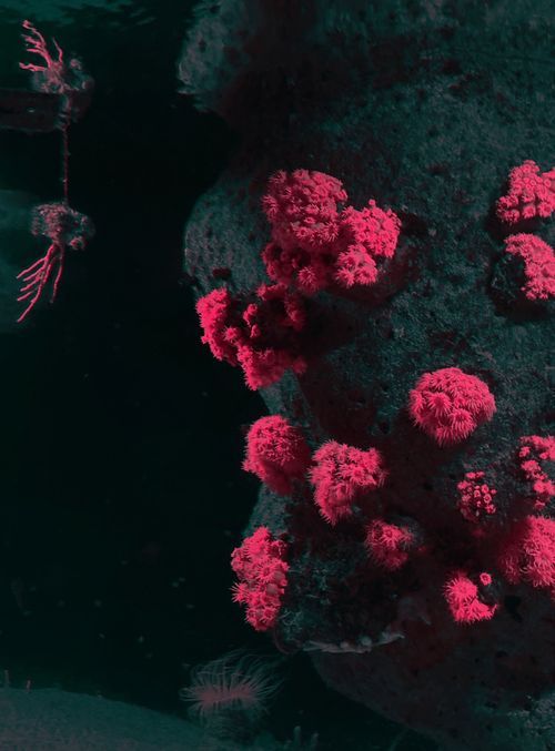 Enigma of Life Online Photo Exhibition by Artdoc Photography Magazine