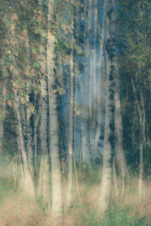 Anna Bolt Birchwoods in Artdoc Photography Magazine Featured Submissions