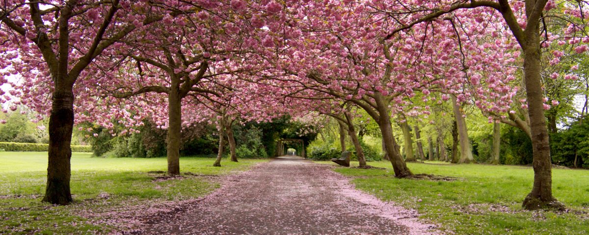 Eglinton Place - Donnybrook | Richmond Homes