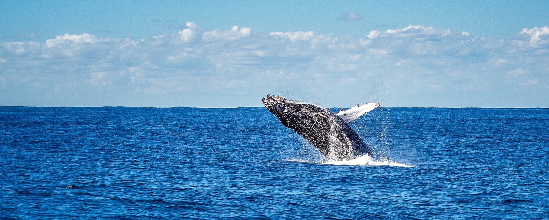 (NEWS) Ratifying and Implementing the BBNJ Agreement - Side Event at UN ...
