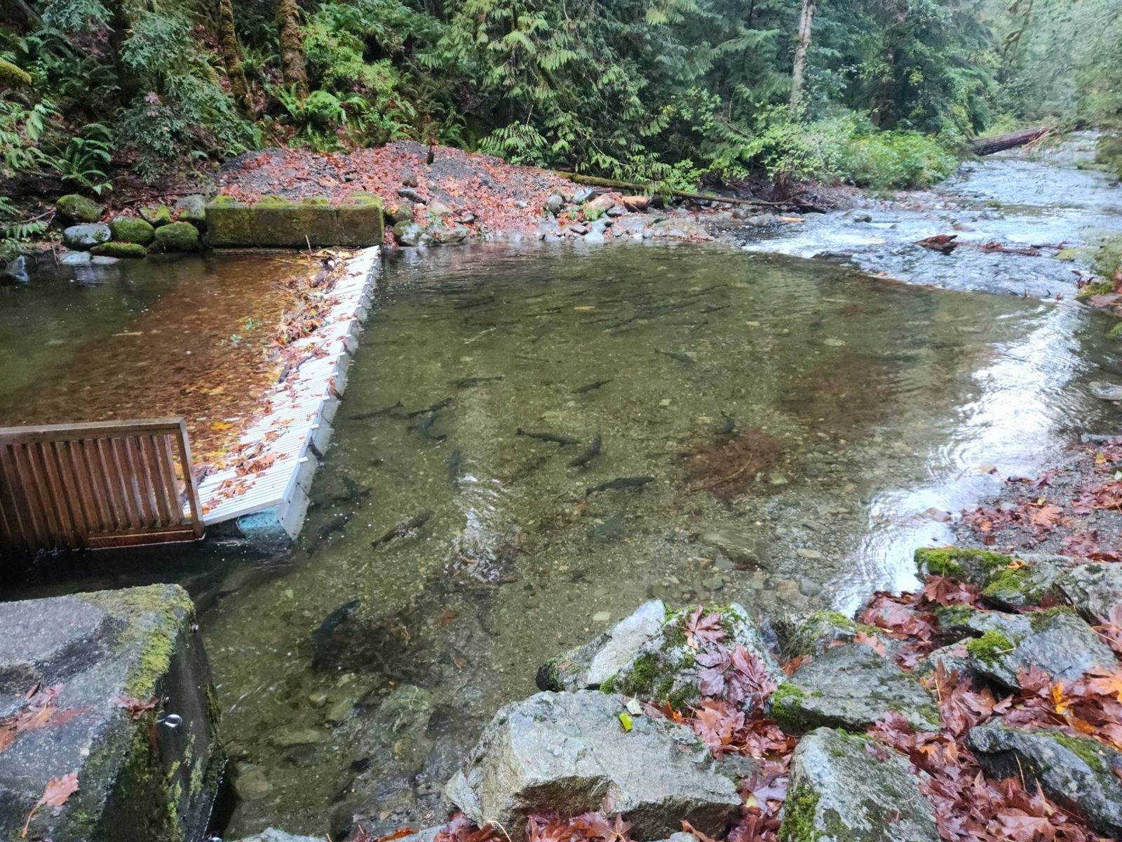 After rainfall, Goldstream salmon run shaping up to be better than ...