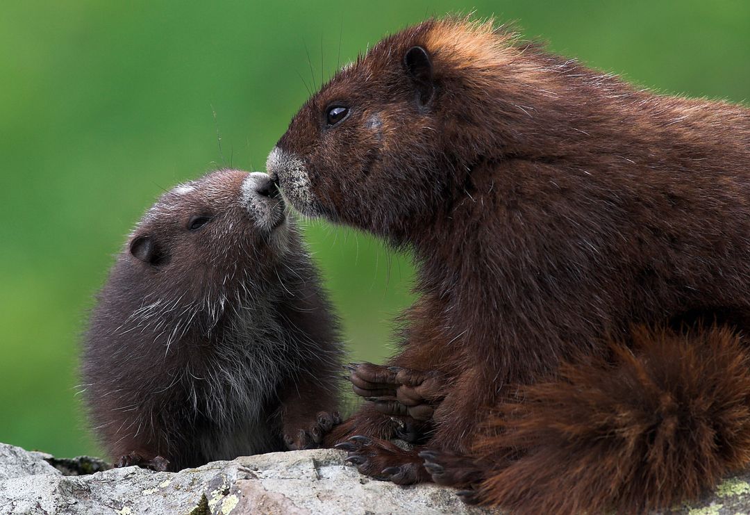 The story of the Vancouver Island marmot: One of Canada’s most ...