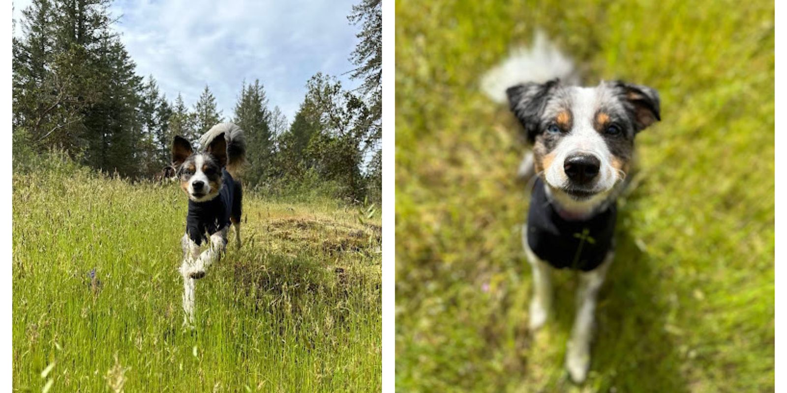 “We save lives every day”: The Victoria Humane Society works to give ...