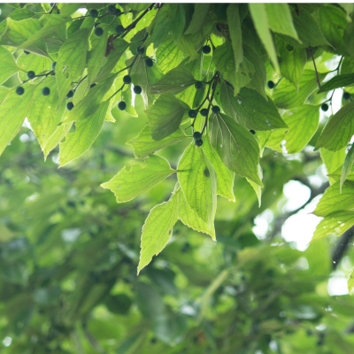 Creation Care Ministry Spotlight: "Transformation" | DWTX