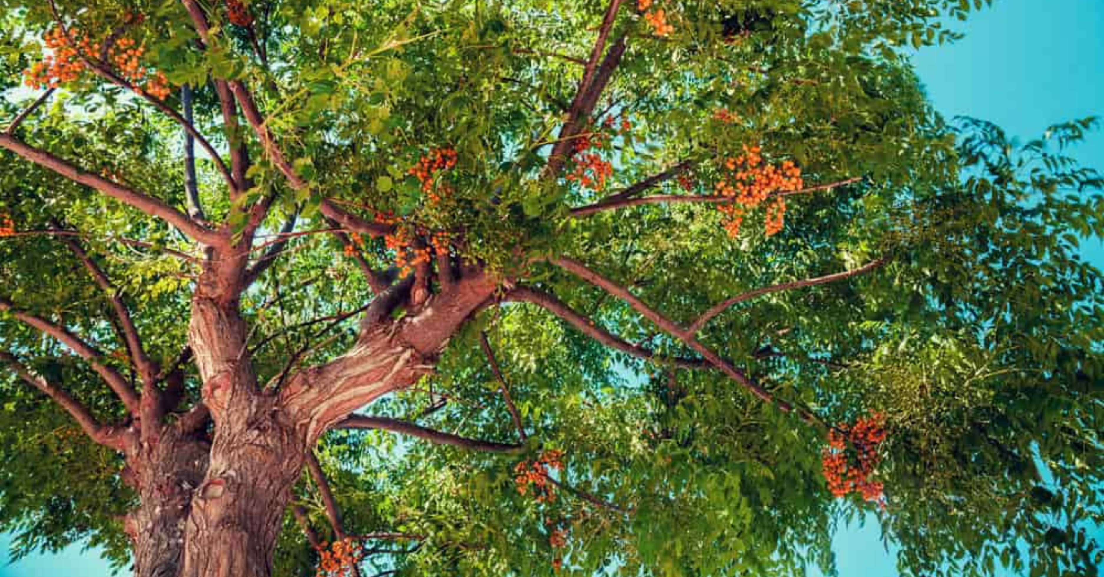 69535ff589bec42232014a9c_Native vs Exotic Trees_Long-Term Maintenance ...