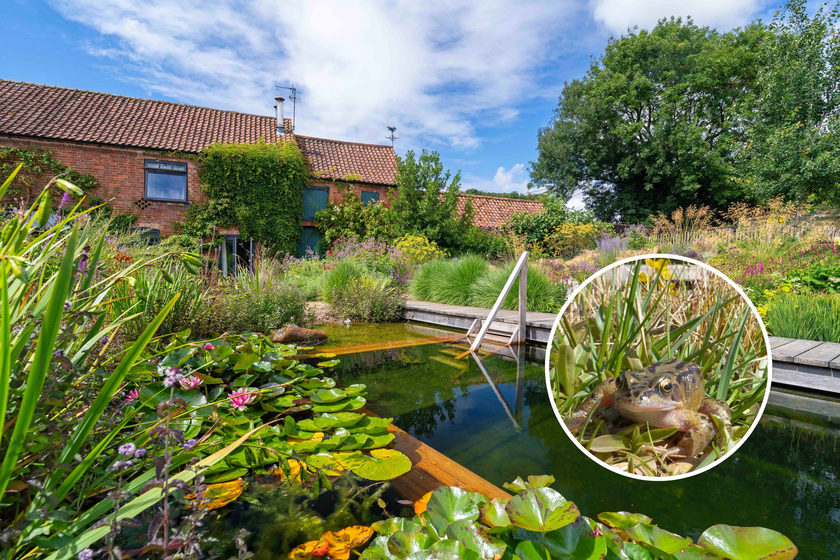 Ellicar Blog | The Ecology of a Natural Pool: A Chemical-Free Wildlife ...